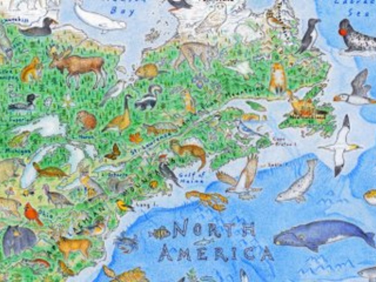 Viral World Map: बिना सीमा रेखाओं का नक्सा: X पर छाया 1,642 जानवरों ...